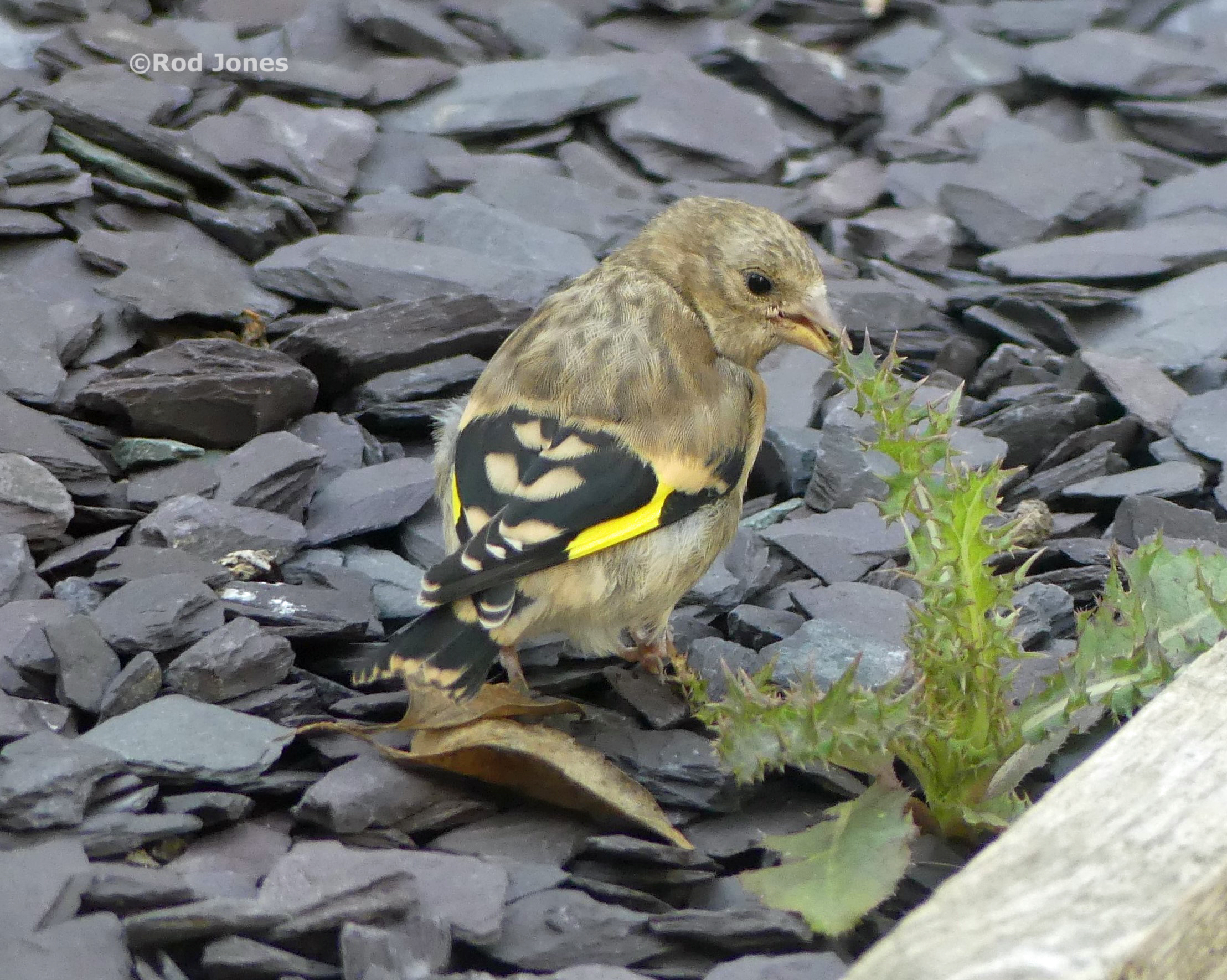 Birds photo gallery – Wild About Yorkshire